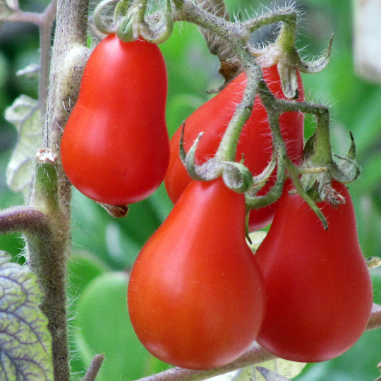 Red Fig Cherry Tomato (Solanum lycopersicum) | Terre promise